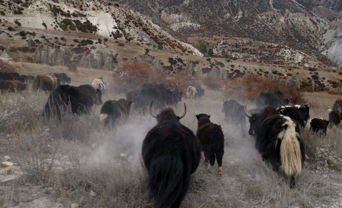 मनाङमा चौरी गाईको बथान - Pokhara News
