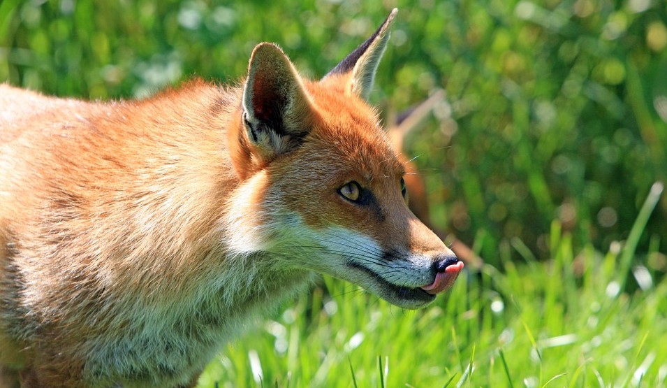 बौलाहा स्यालको टोकाइबाट ६ घाइते - Pokhara News